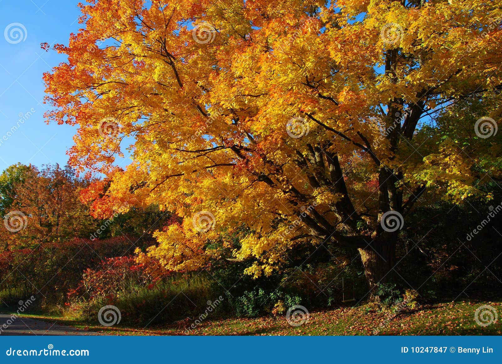 Autumn Tree with Kid S Swing Stock Image - Image of canada, covered ...