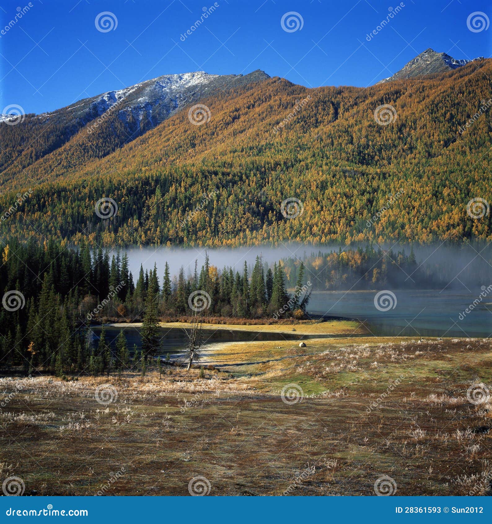 Autumn Tree and Lake in Kanas Stock Image - Image of forest, landscape ...