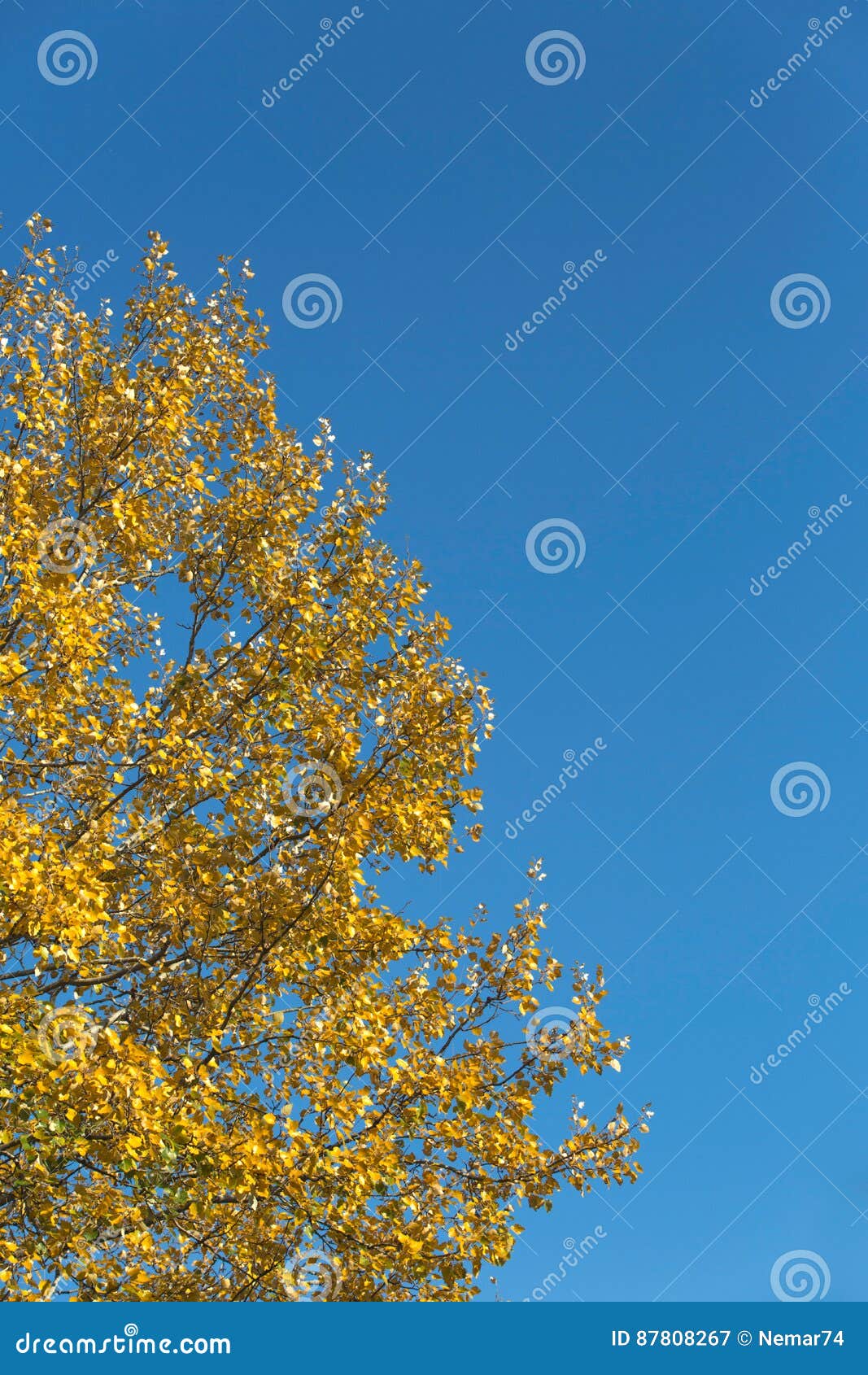 Autumn Tree with Leaf and Blue Sky Stock Image - Image of fall, nature ...