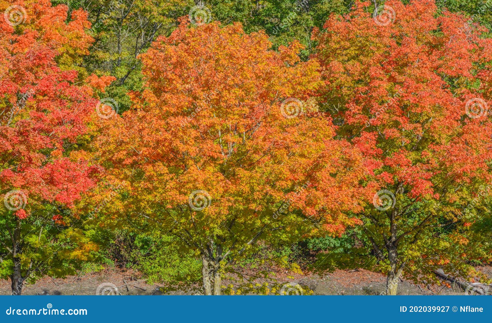 Autumn Tree Leaf Colors in Renton, King County, Washington Stock Image ...