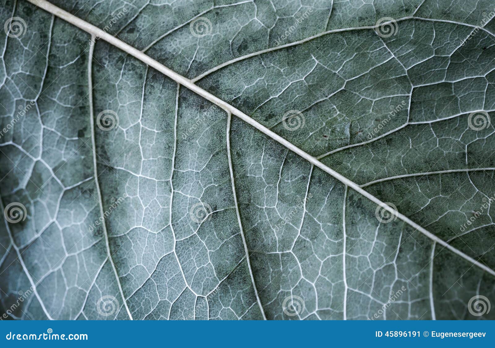 Autumn Tree Leaf, Macro Photo with Selective Focus Stock Image - Image ...