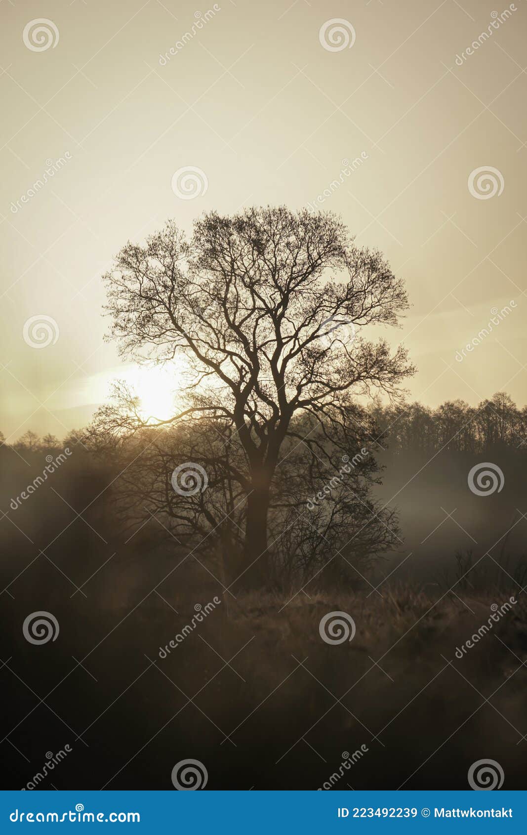 Autumn Tree without Leaves in the Center of the Frame at Dawn ...