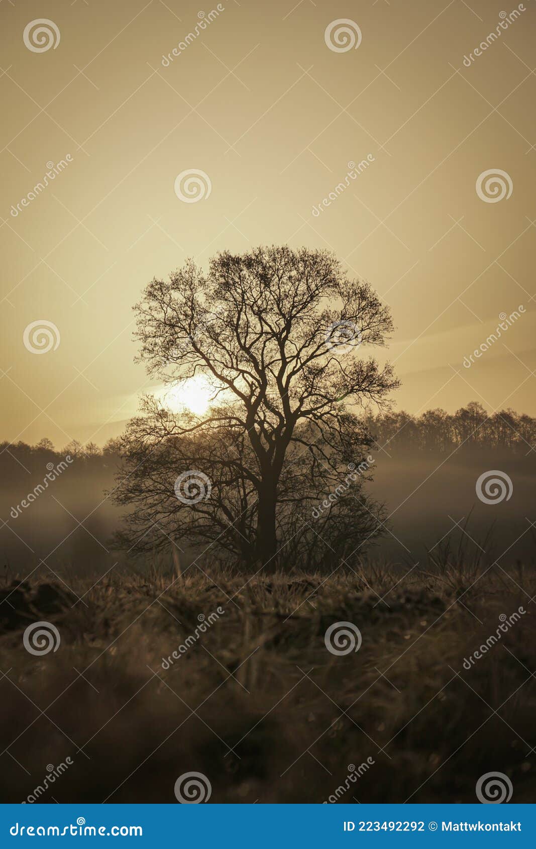 Autumn Tree without Leaves in the Center of the Frame at Dawn. Stock ...