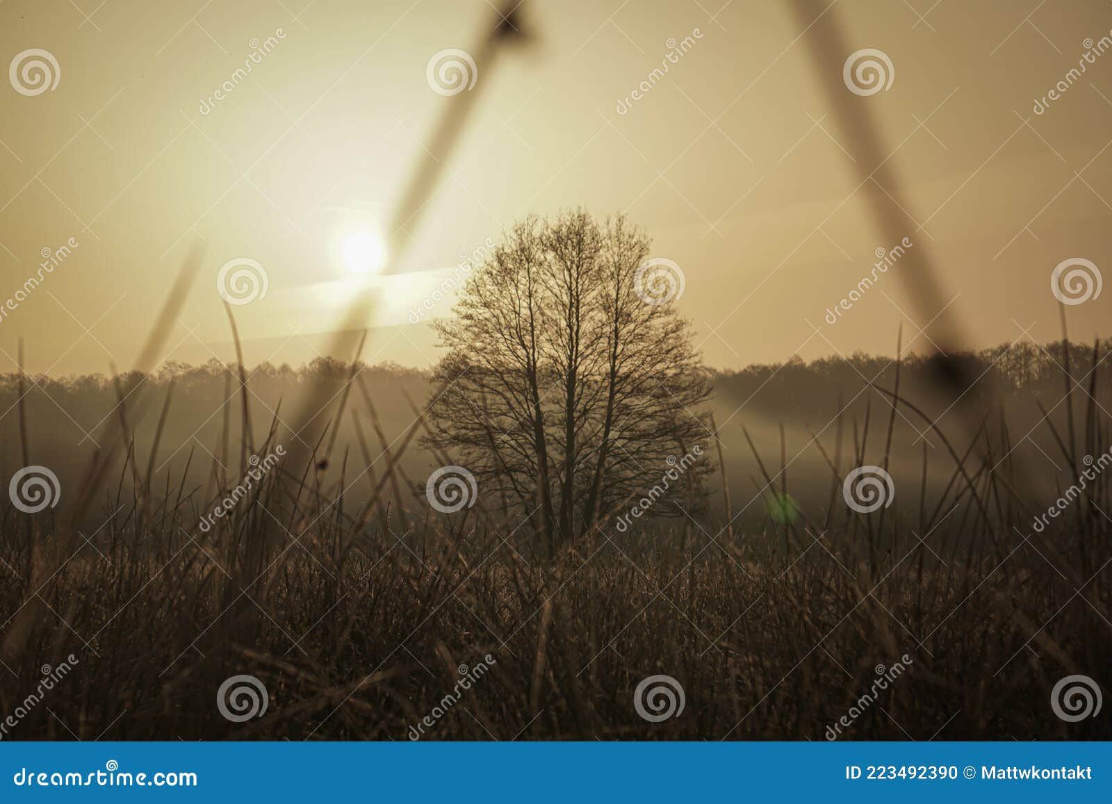 Autumn Tree without Leaves in the Center of the Frame at Dawn ...