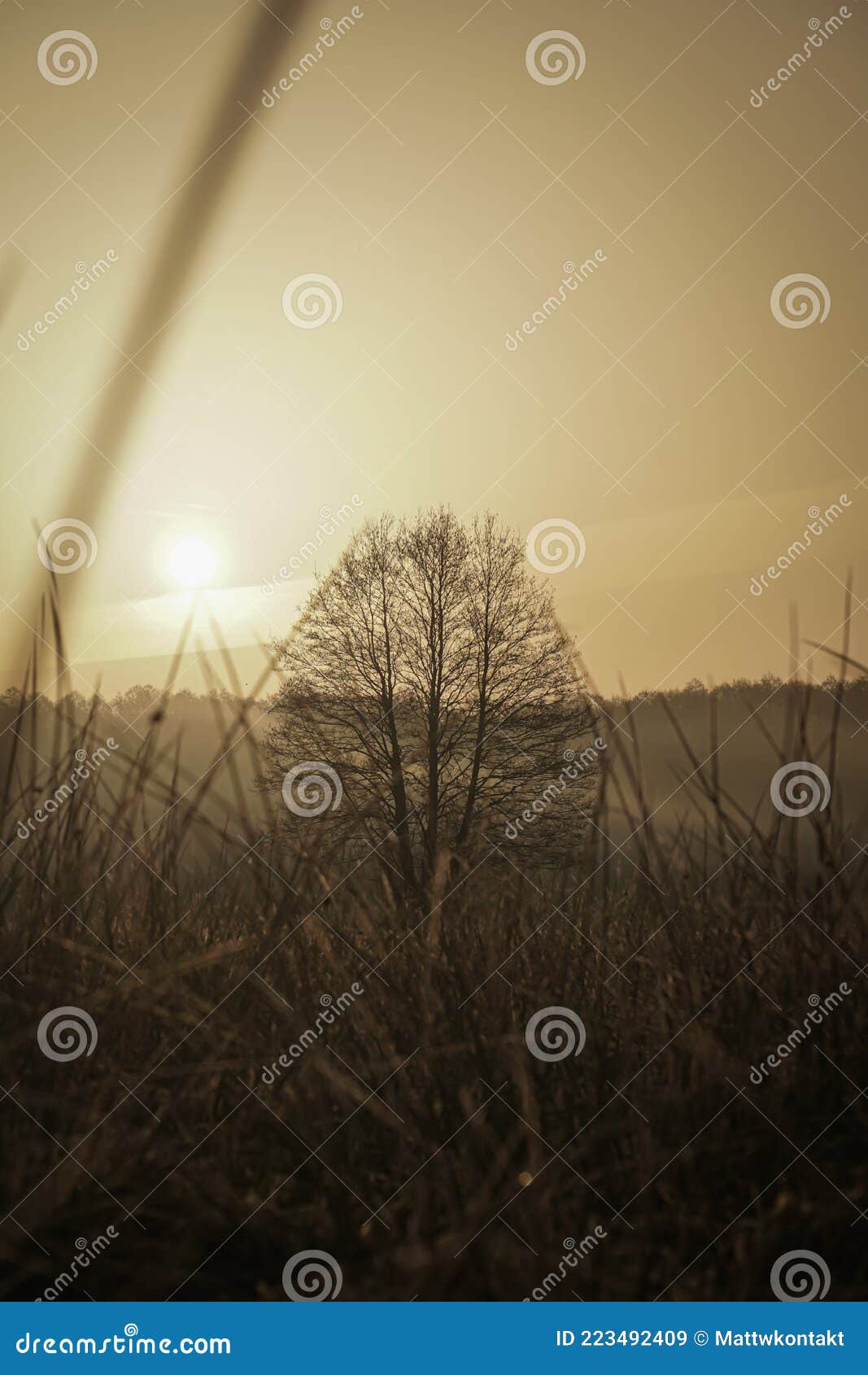 Autumn Tree without Leaves in the Center of the Frame at Dawn Stock ...