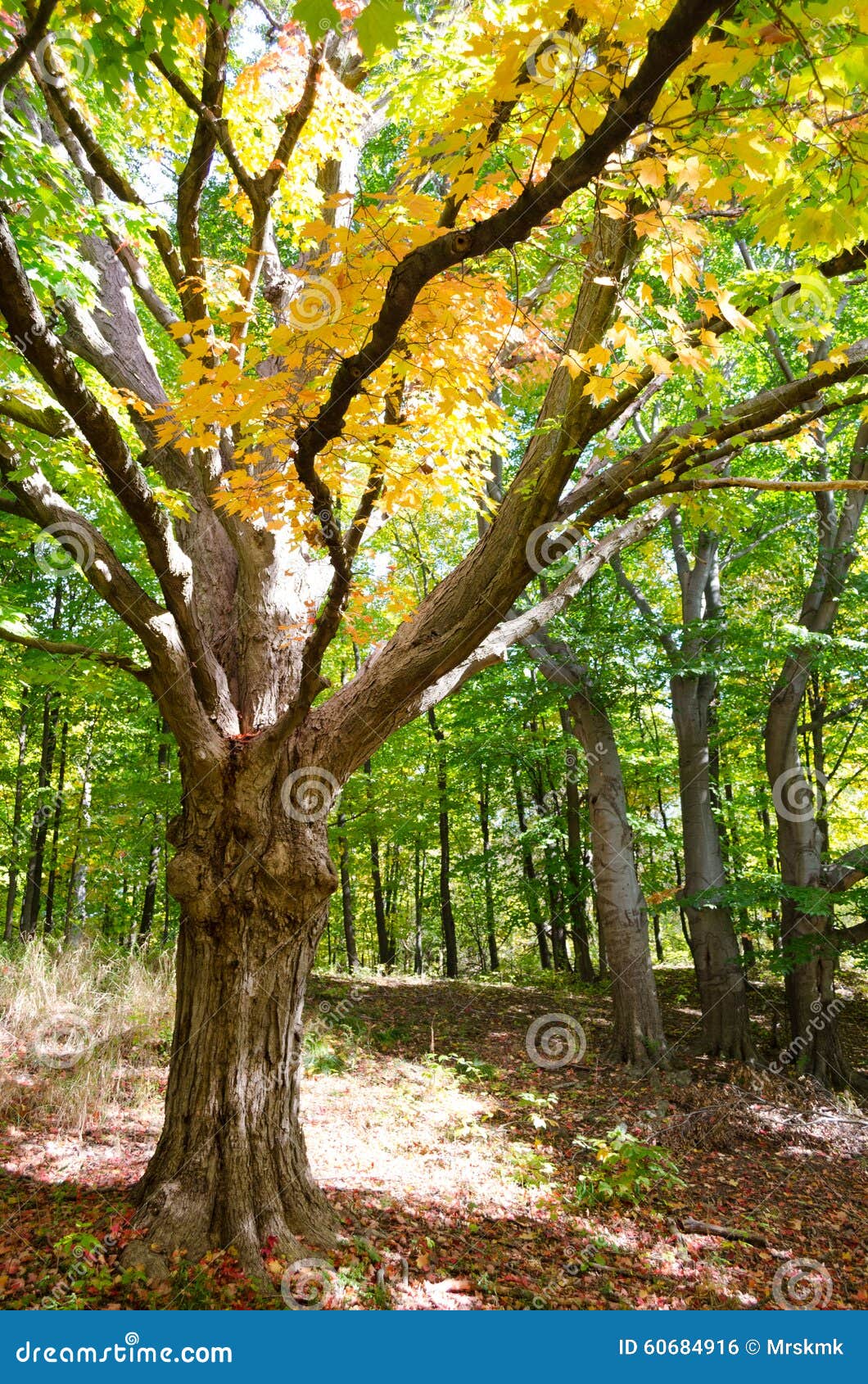 Autumn Tree Leaves Changing Color Stock Photo - Image of pond, changing ...