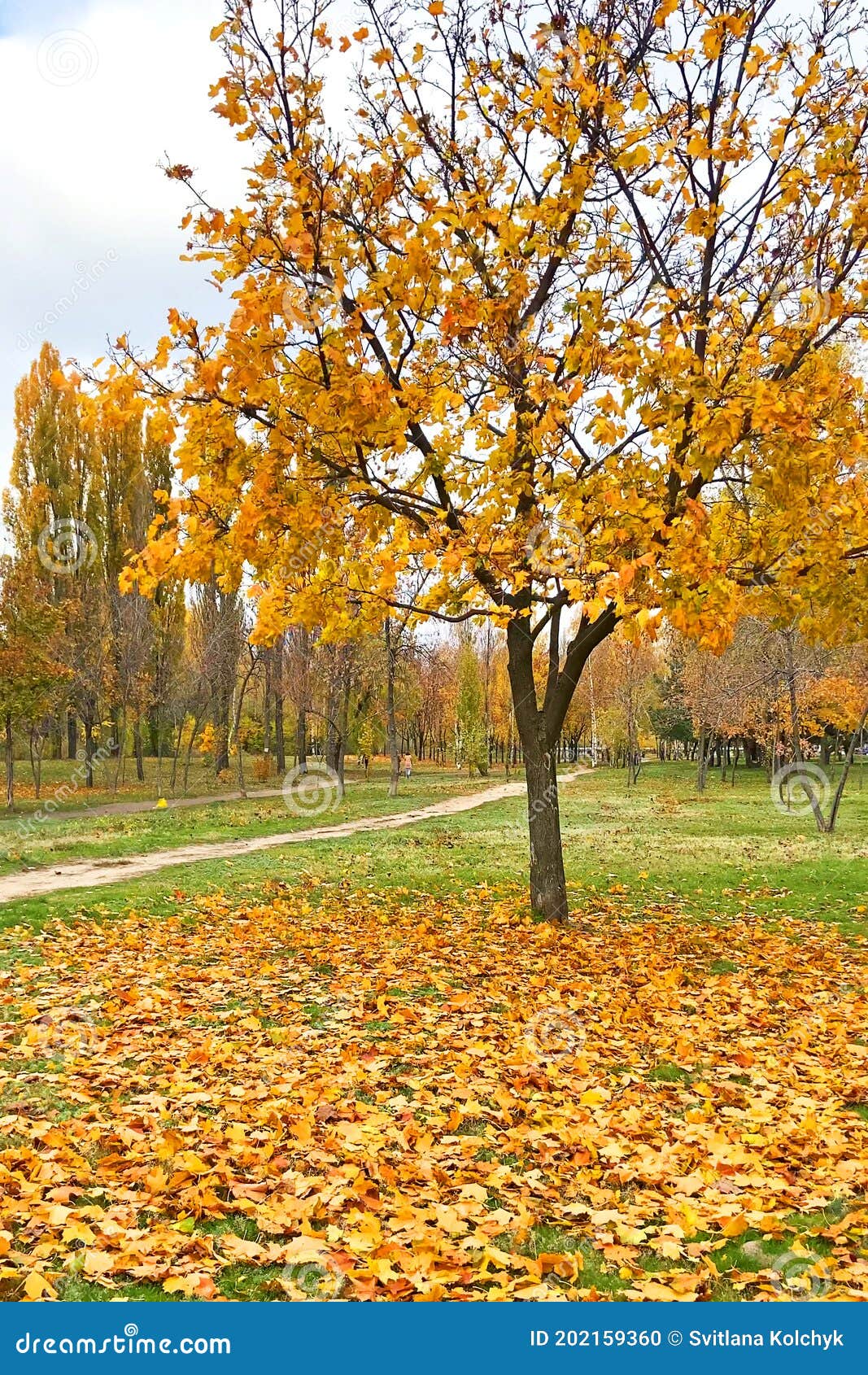 Autumn Tree and Leaves Fall Down Under Wind Gust and Leaves Blown on ...