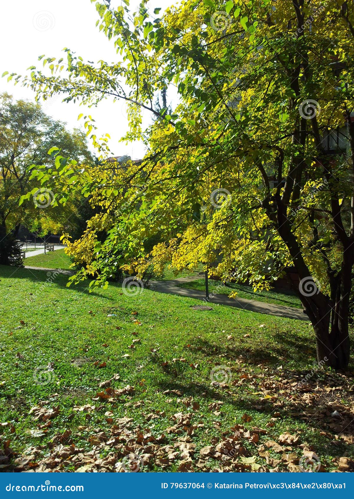 Autumn tree stock photo. Image of foliage, fallen, leaves - 79637064