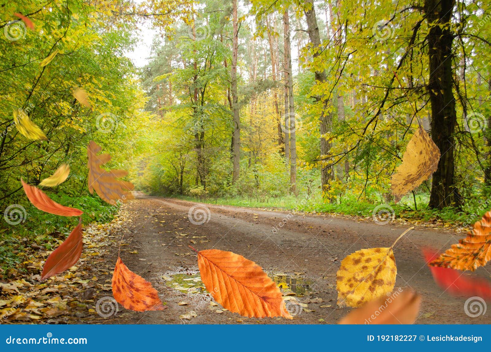 Autumn Tree Leaves Falling on Nature Background Stock Image - Image of ...