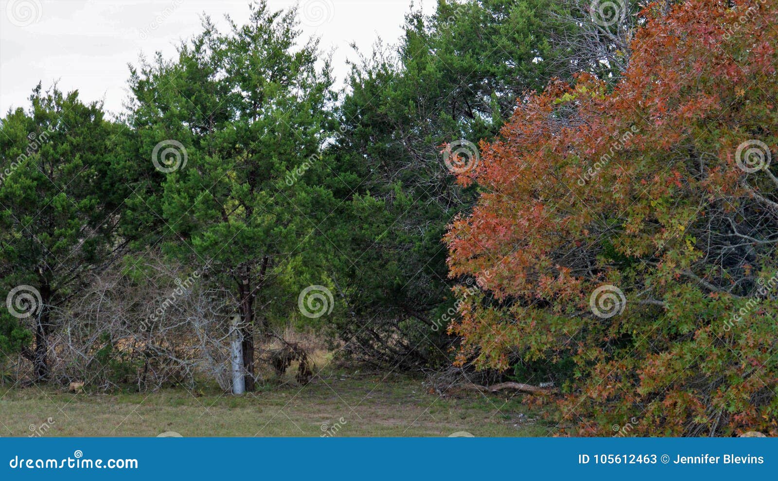 Autumn Tree Line stock image. Image of fresh, foliage - 105612463