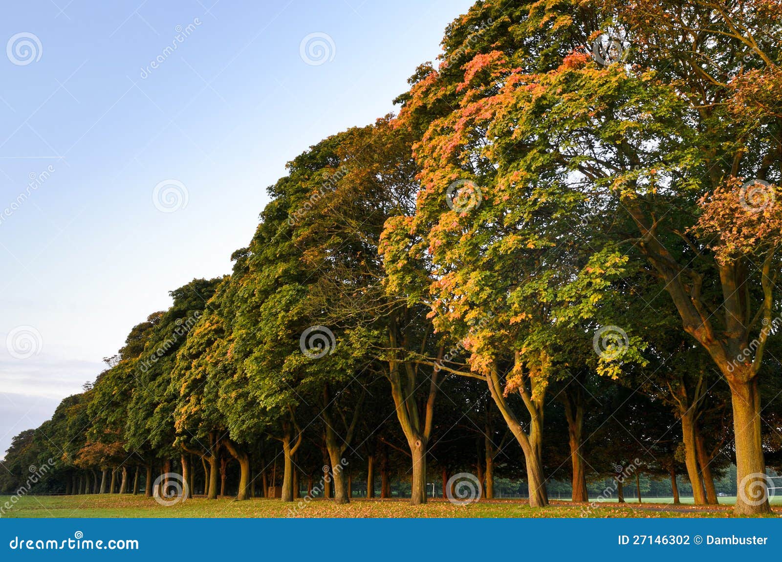 Autumn Tree Line at Sunrise Stock Photo - Image of color, colorful ...