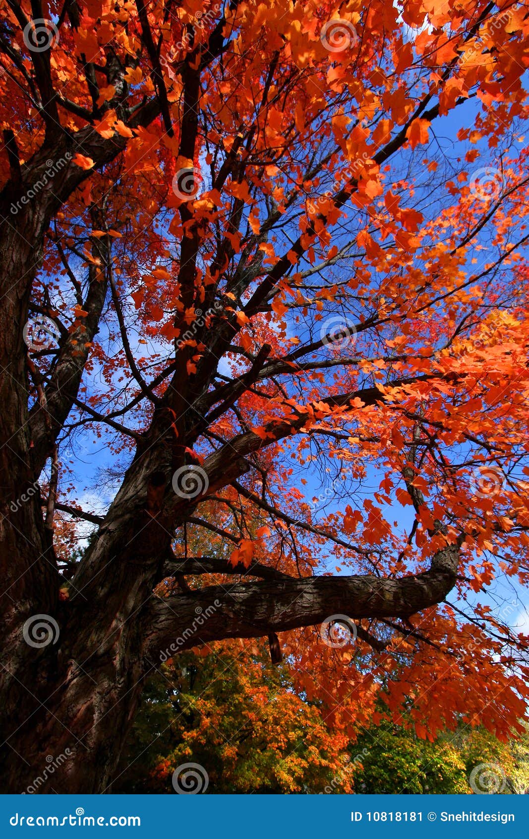 Autumn tree looking up stock image. Image of natural - 10818181