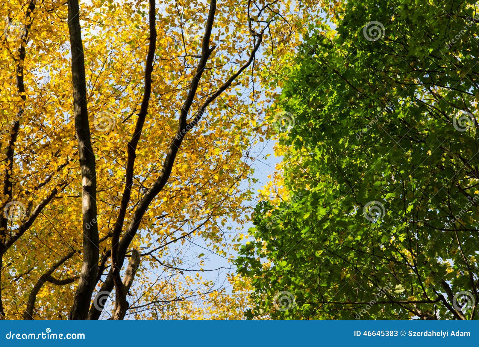 Autumn Tree Looking Up stock image. Image of green, backgrounds - 46645383