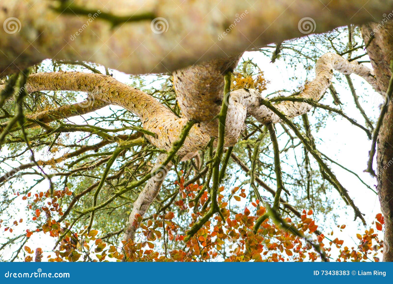 Autumn Tree stock image. Image of loosing, turning, brown - 73438383