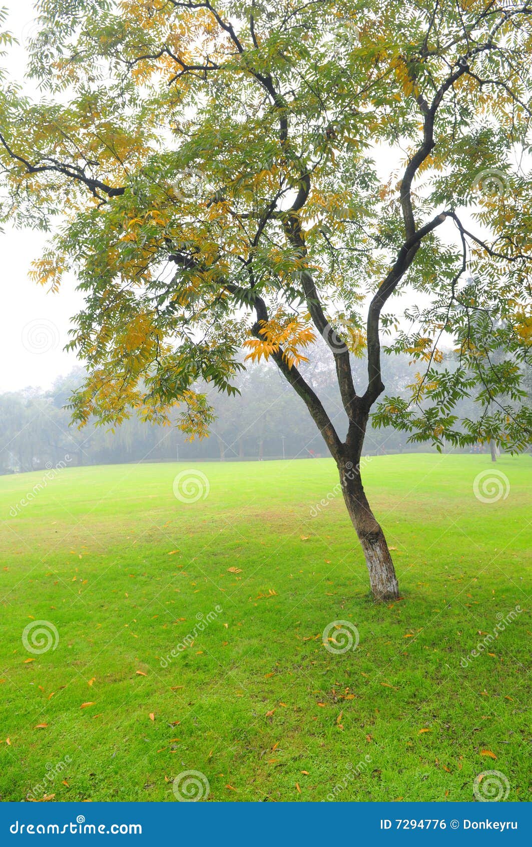 The autumn tree and meadow stock photo. Image of tree - 7294776