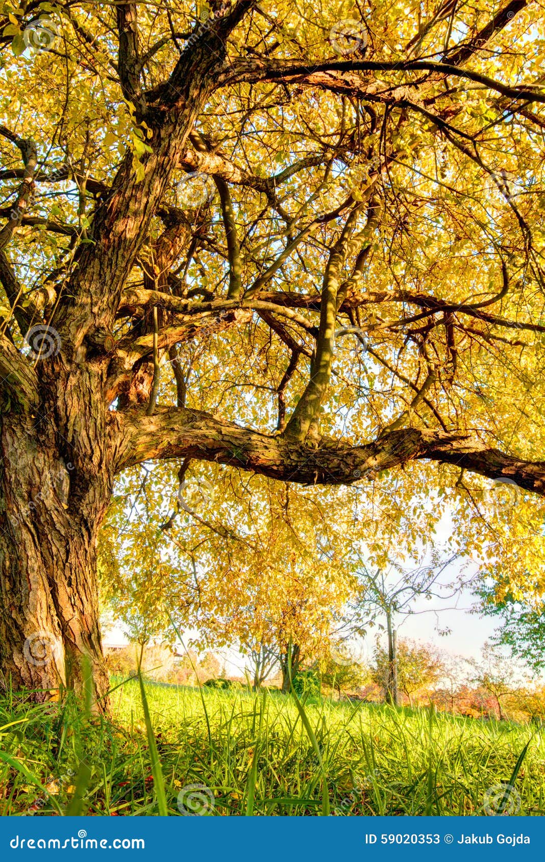Autumn tree on meadow stock image. Image of stem, tall - 59020353