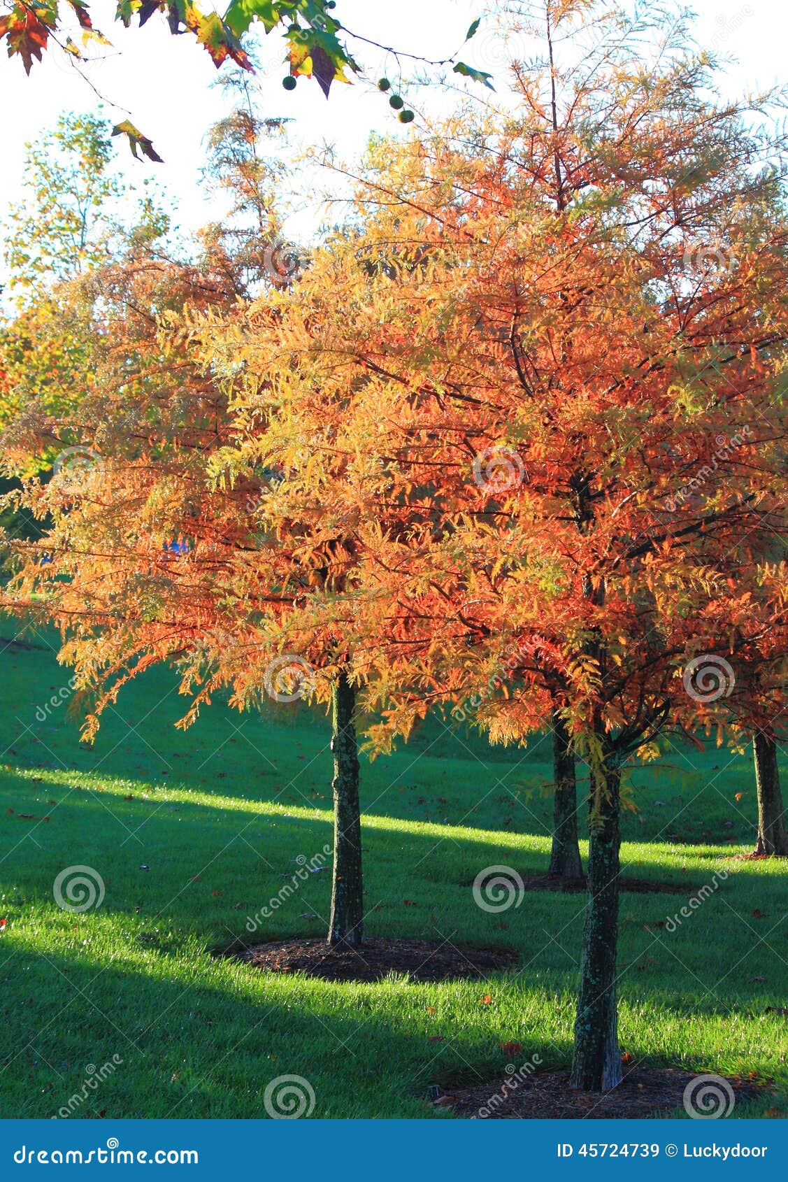 Autumn Tree Morning Dew stock image. Image of fall, trees - 45724739