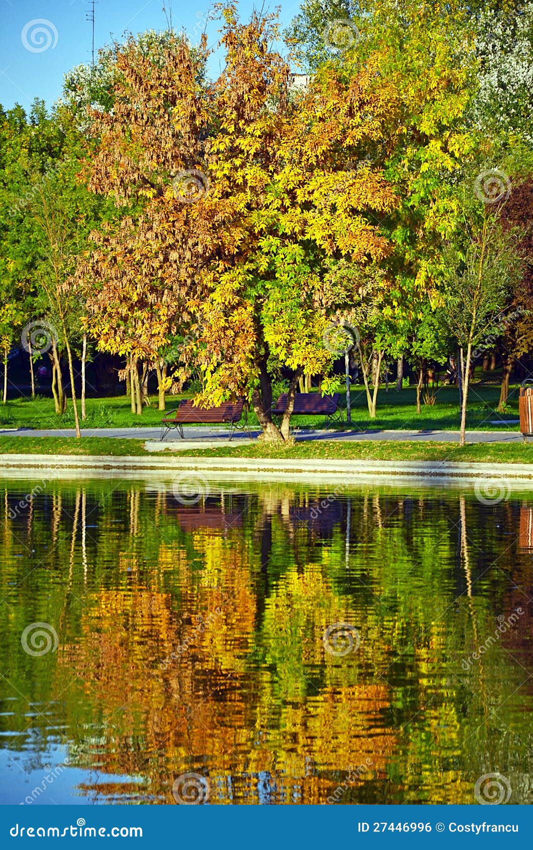 Autumn tree near the lake stock photo. Image of forest - 27446996