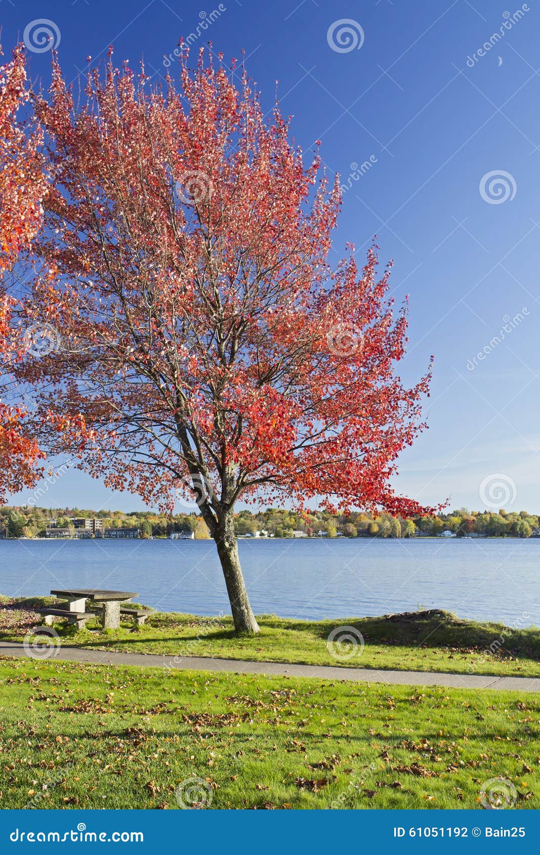 Autumn tree near lake stock photo. Image of walkway, lake - 61051192
