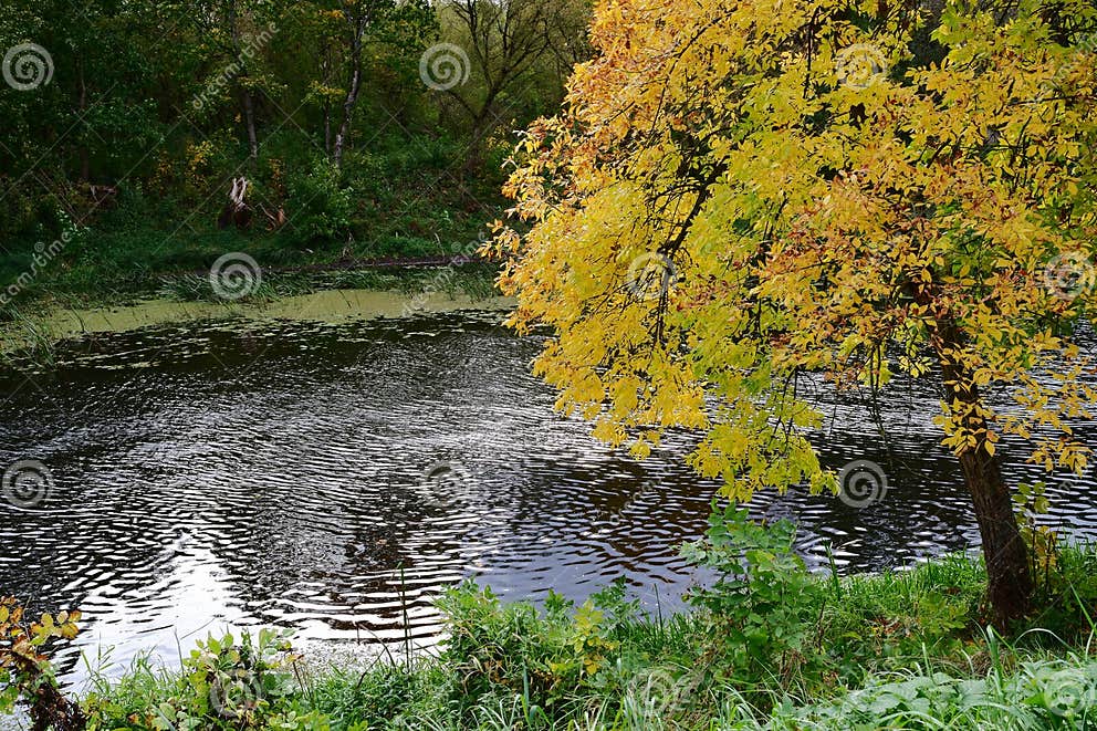 Autumn Tree Near the River. Stock Image - Image of season, plant: 304464413