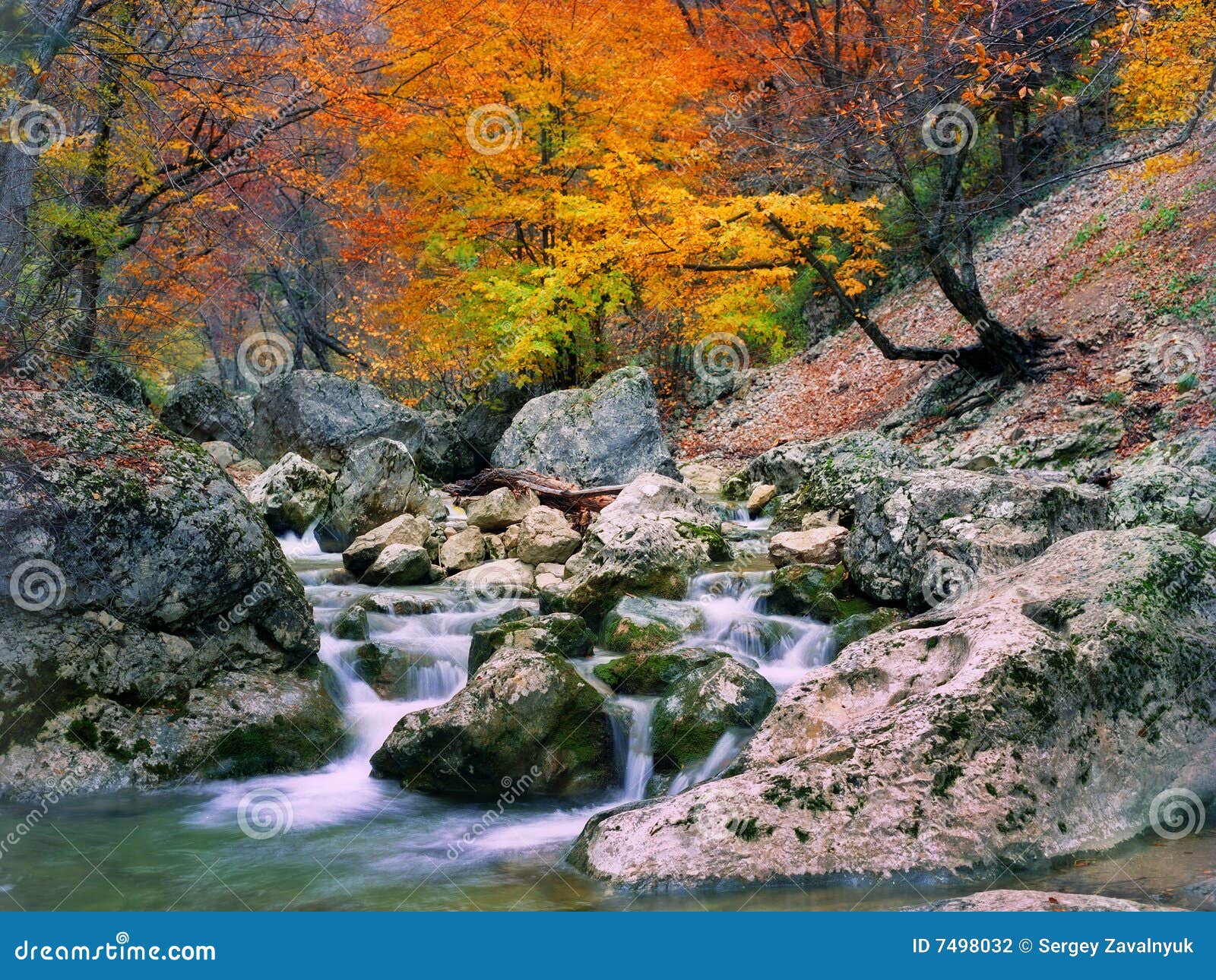 Autumn tree near the river stock photo. Image of current - 7498032