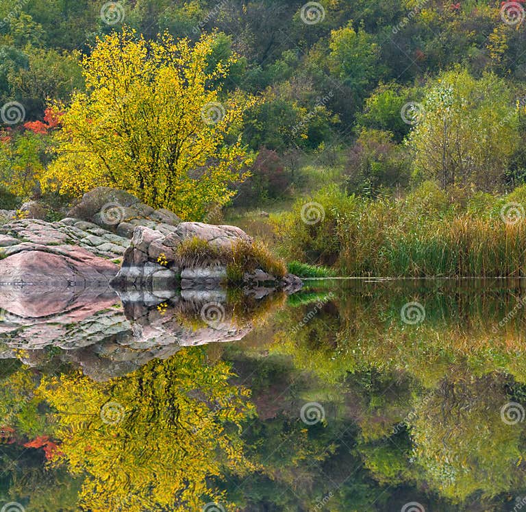 Autumn tree near water stock image. Image of bank, tree - 11493881