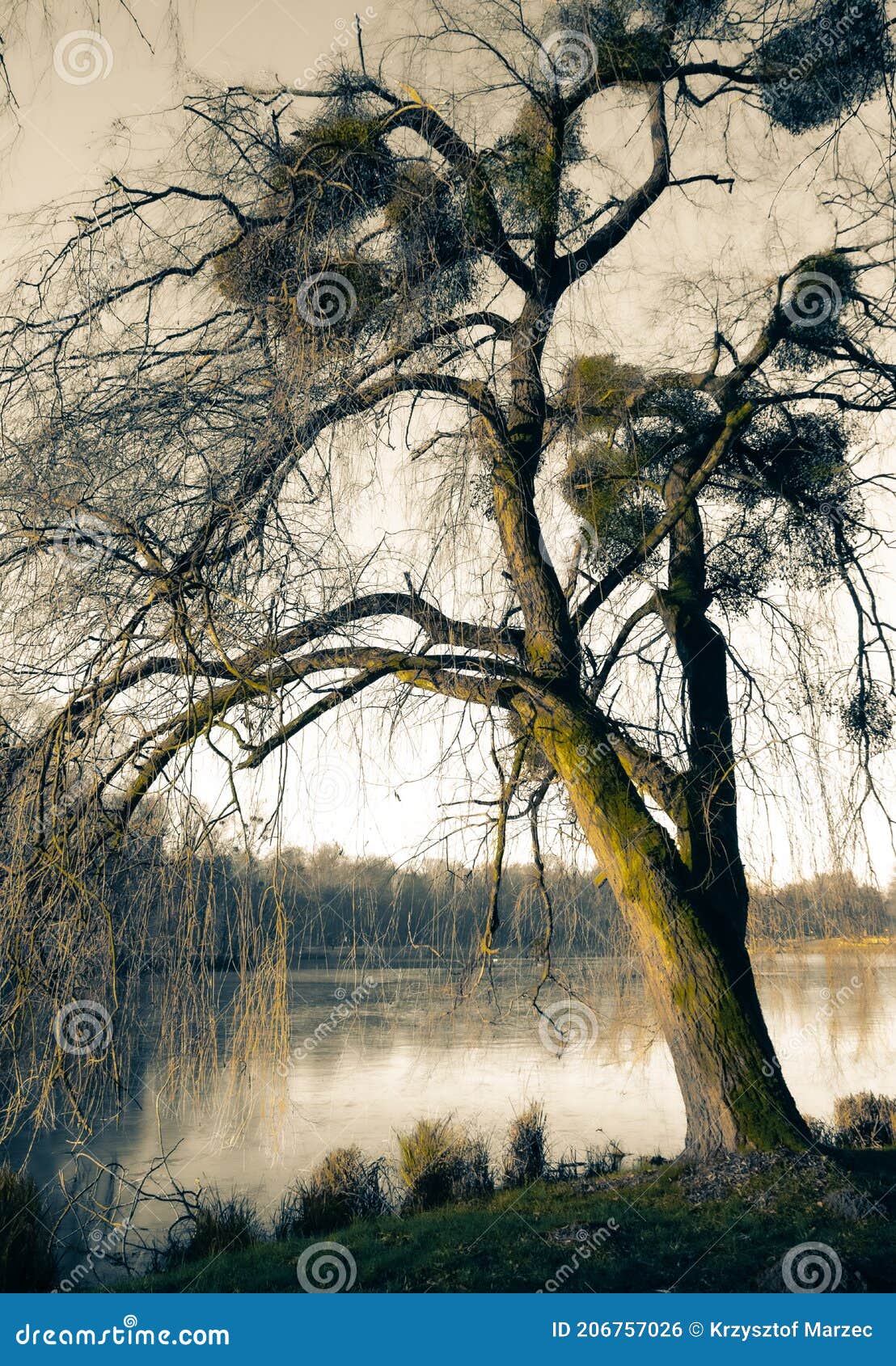 Autumn Tree Next To Lake - Mistletoe Stock Photo - Image of sunlight ...