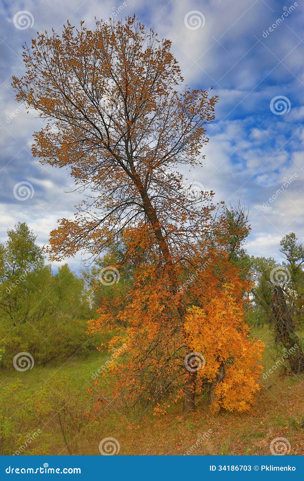 Autumn tree stock image. Image of leaves, field, outdoors - 34186703
