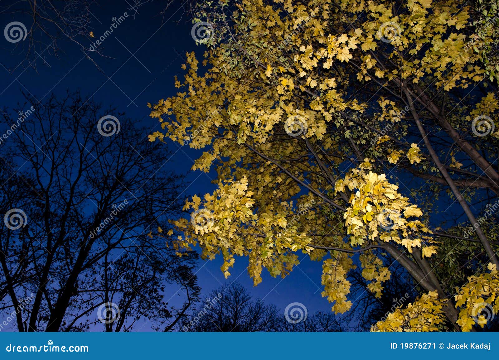 Autumn tree in the night stock image. Image of darkness - 19876271