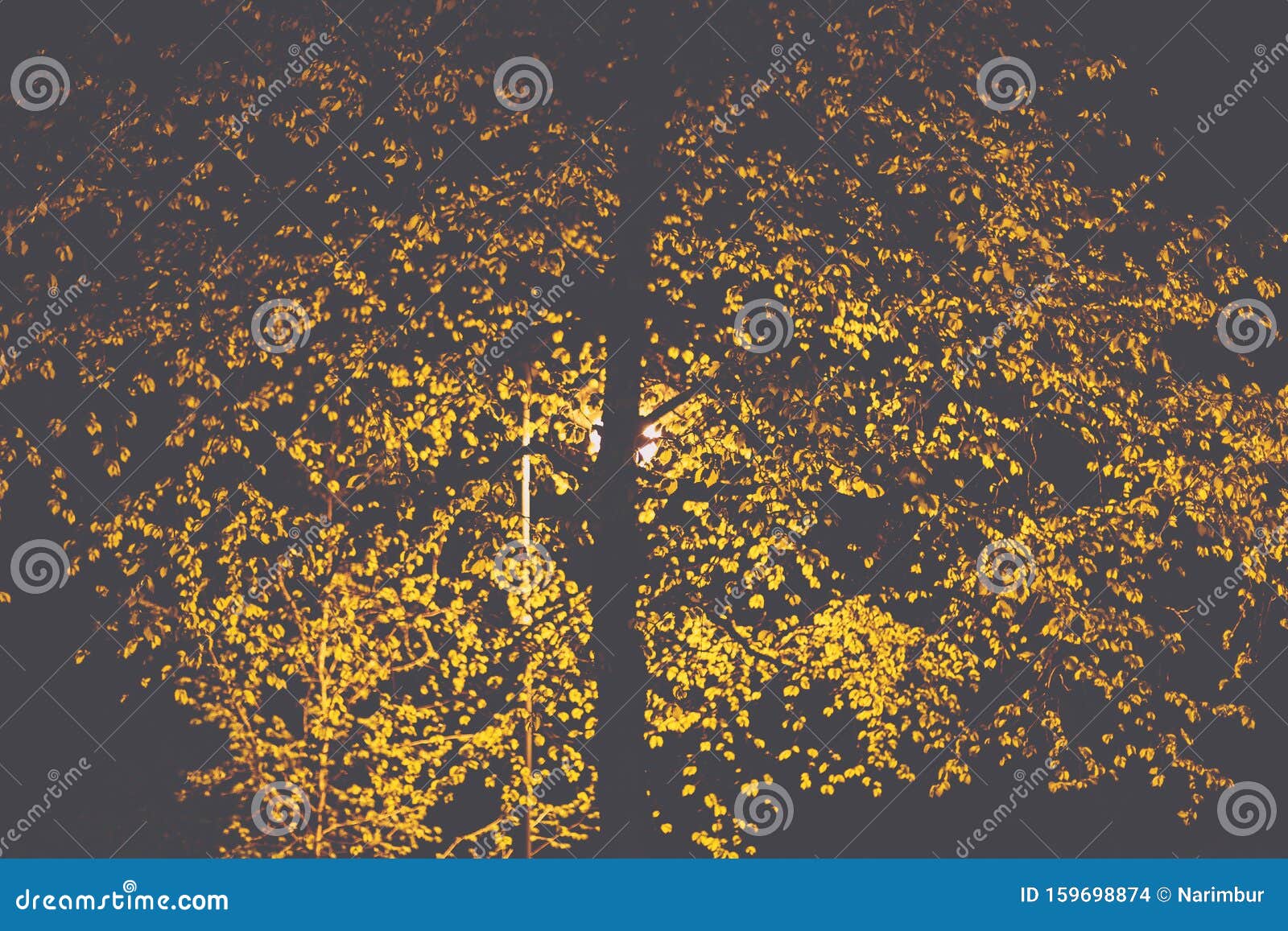 Autumn Tree in the Night with Traffic Light Stock Photo - Image of ...