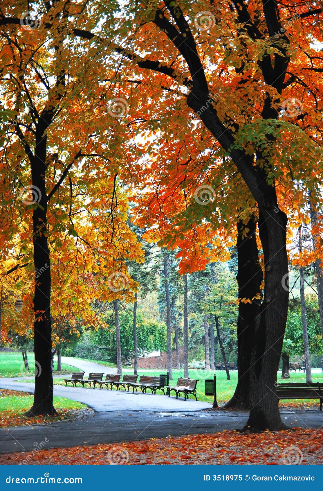 Autumn tree in October stock image. Image of foliage, bright - 3518975