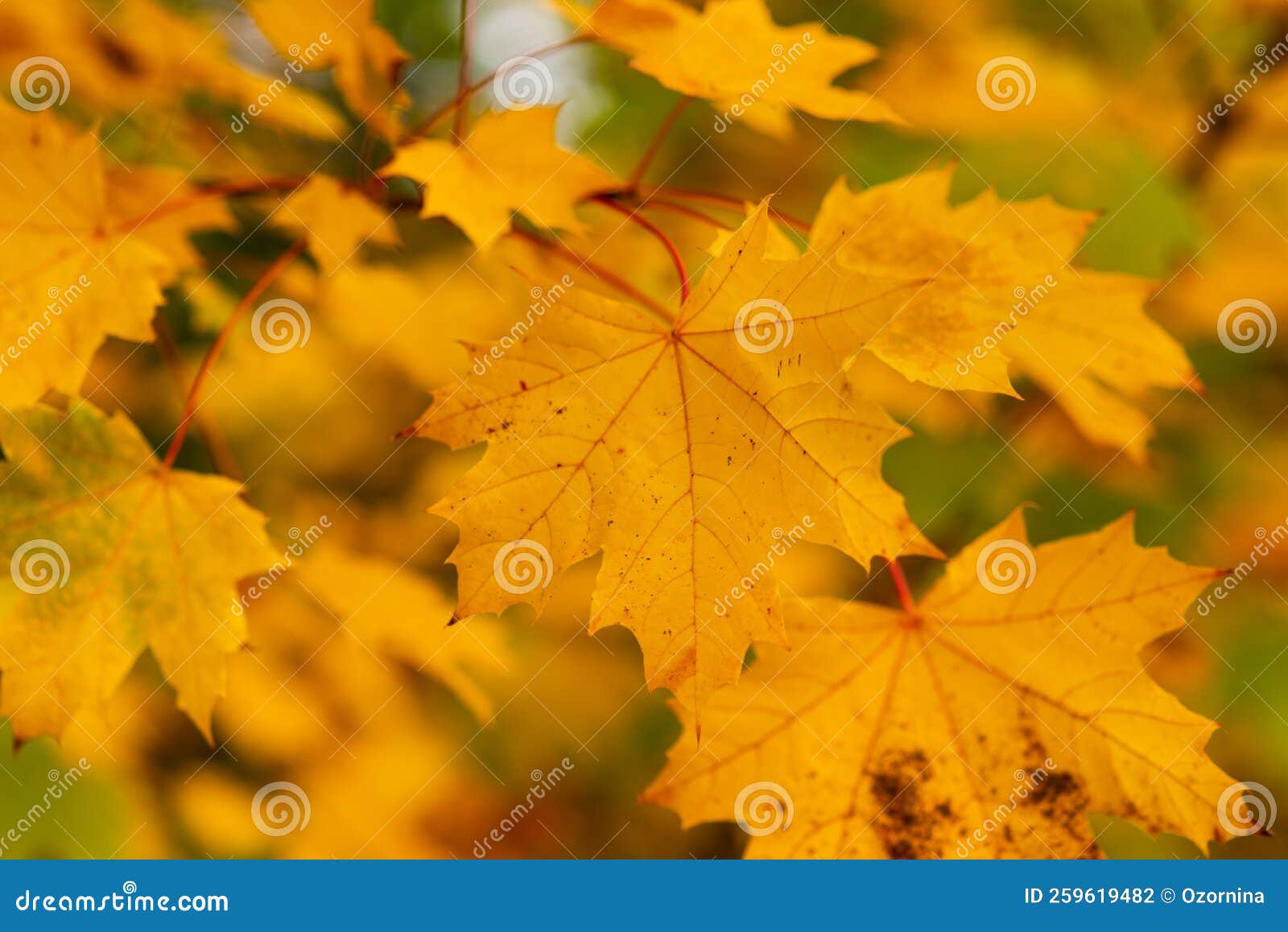Autumn Tree with Orange Maple Leaf on Branches Stock Photo - Image of ...