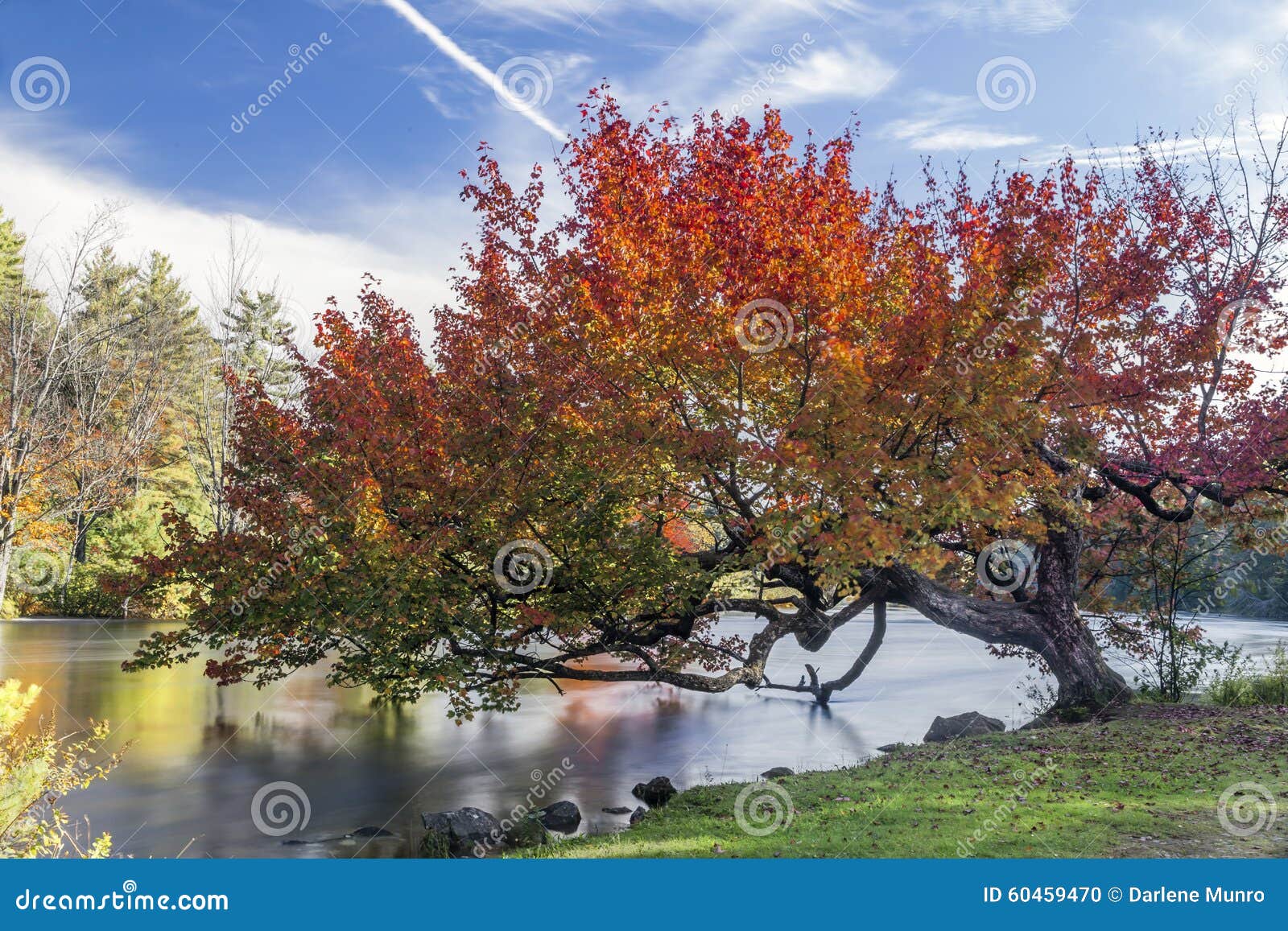 Autumn Tree Over the River stock photo. Image of branch - 60459470