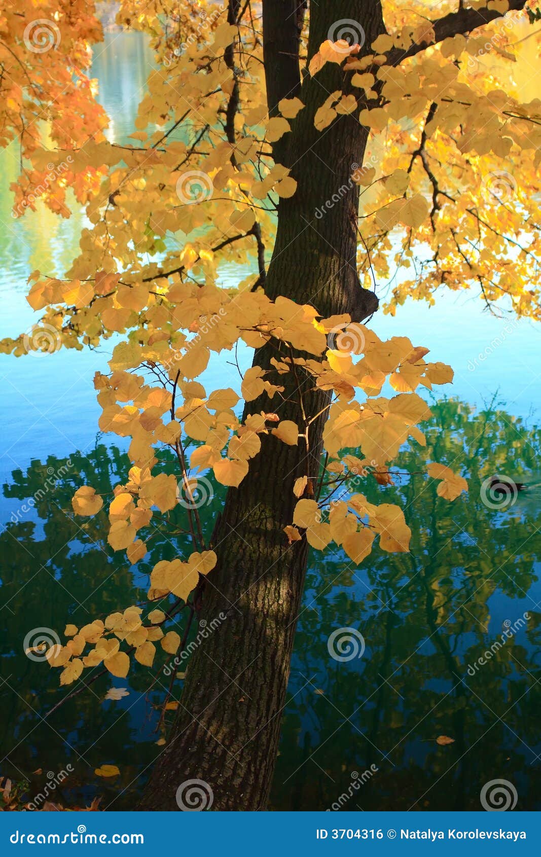 Autumn tree over the water stock photo. Image of autumnal - 3704316
