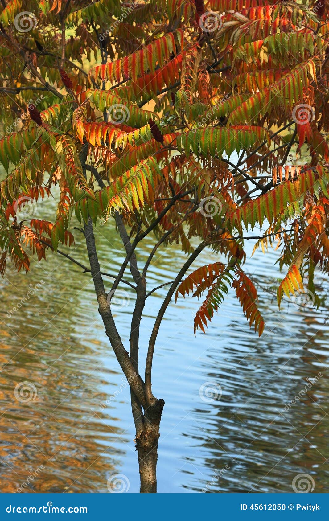 Autumn tree over the water stock photo. Image of decorate - 45612050