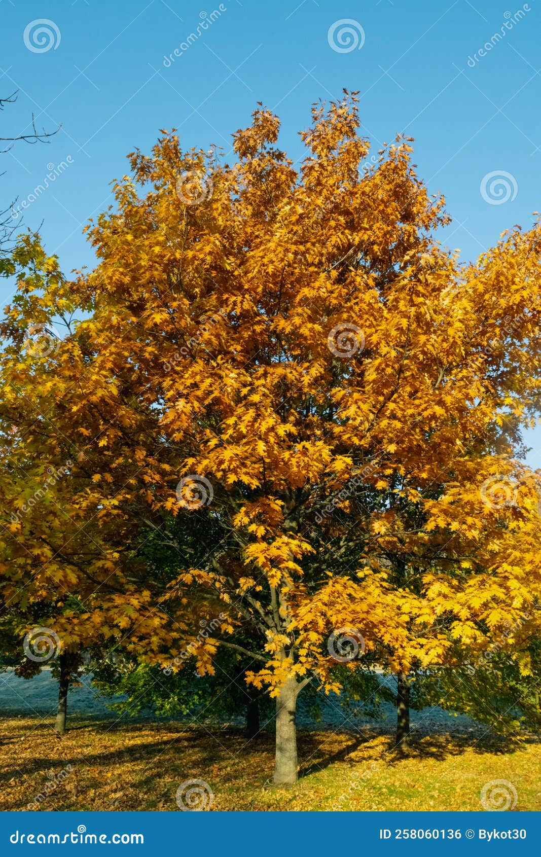 Tree with Yellow Leaves in Autumn Park. Autumn Landscape Stock Photo ...