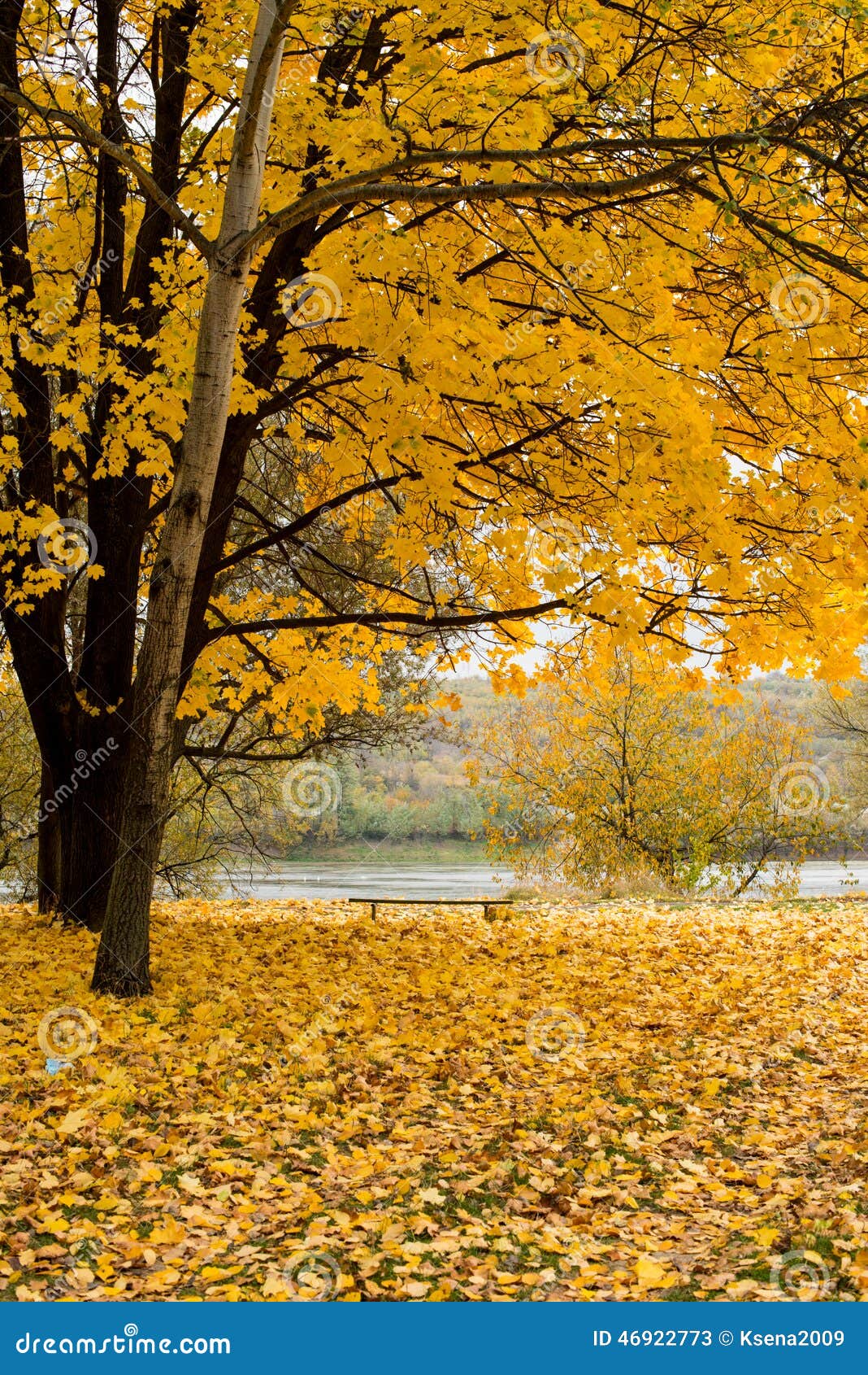 Autumn Tree in Park with Colorful Leaves Stock Image - Image of scenic ...