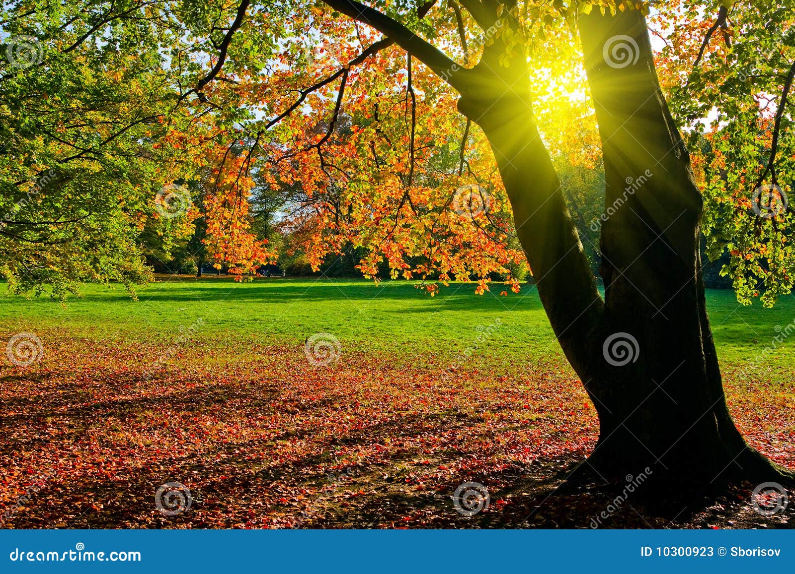 Autumn Tree in a Park at Sunset Stock Image - Image of change, park ...