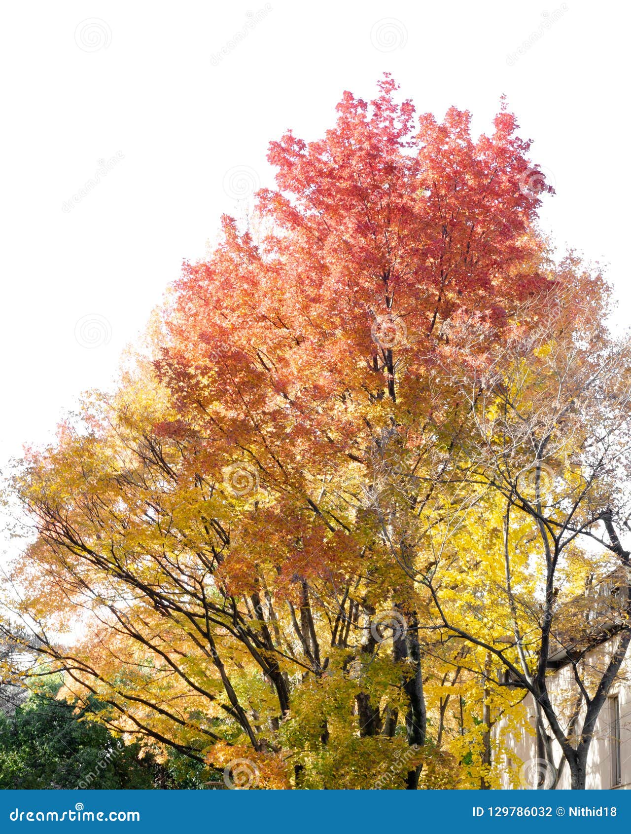 Autumn Tree in the Park on White Background Stock Photo - Image of ...