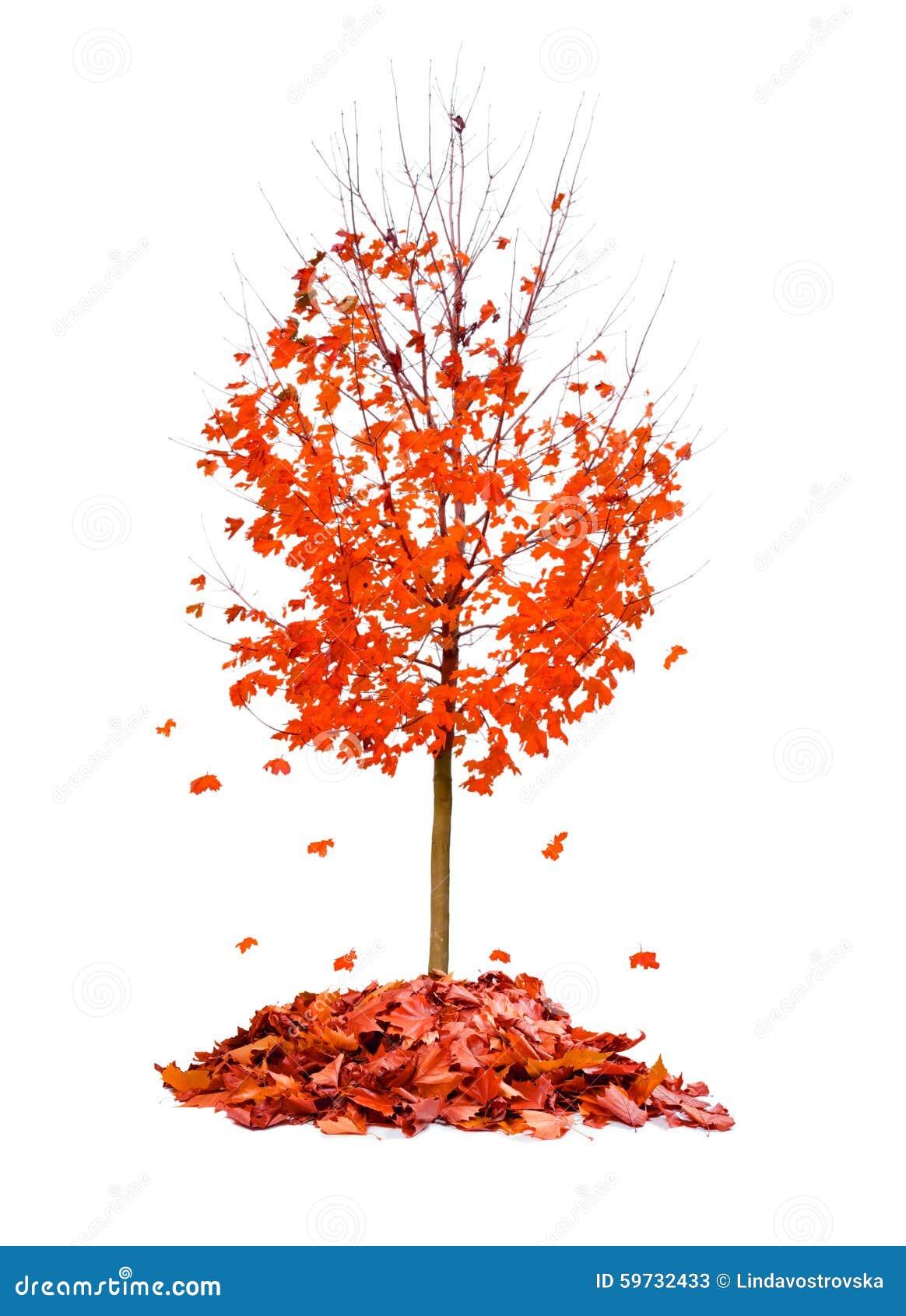 Autumn tree stock image. Image of autumn, background - 59732433