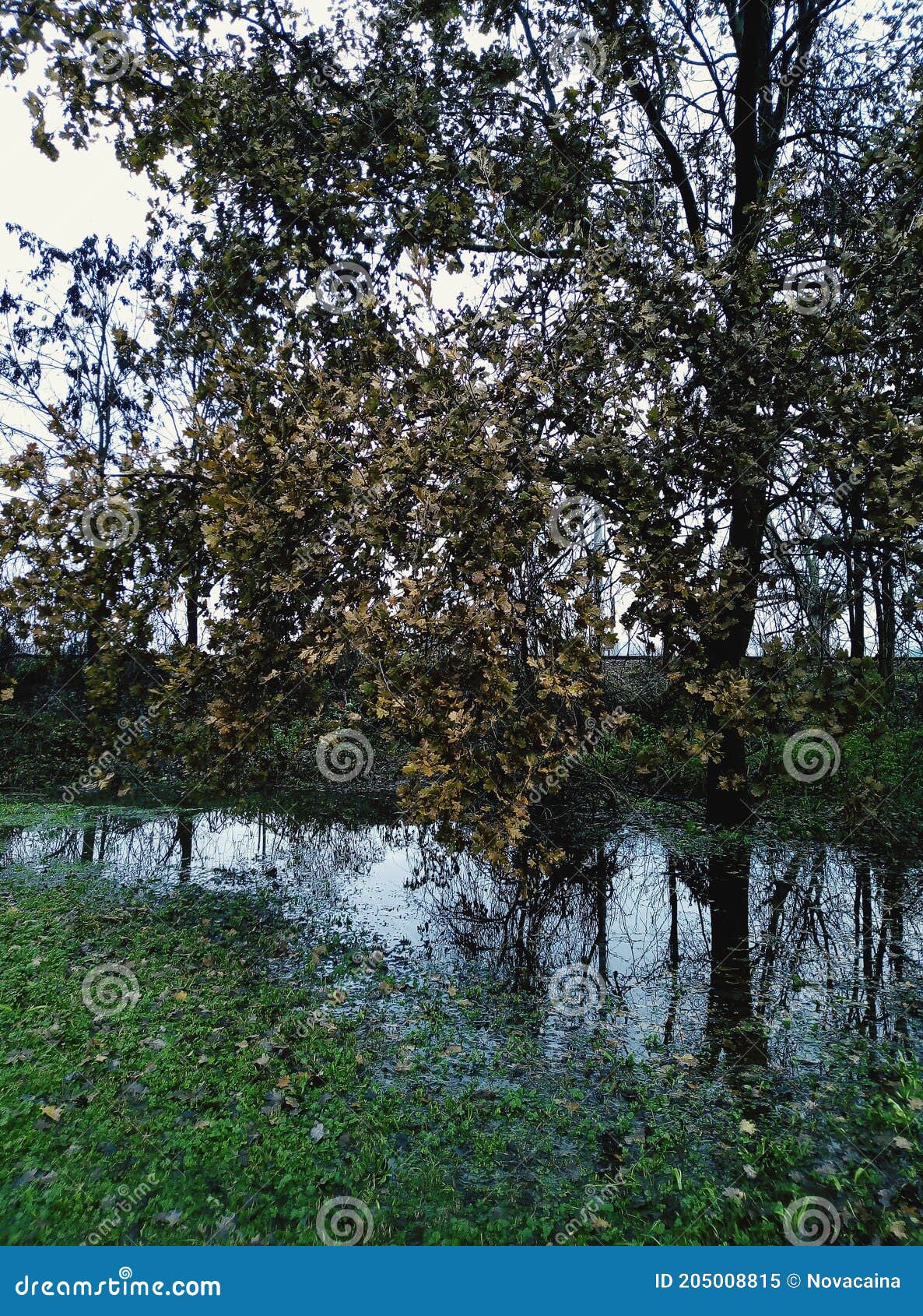 Autumn Tree in a Puddle of Water Stock Image - Image of tree, marsh ...