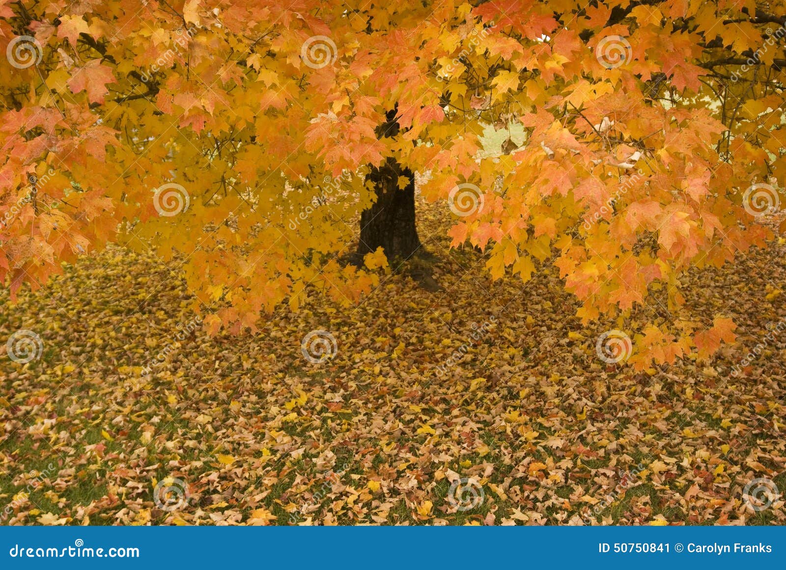 Autumn Tree in the Rain stock image. Image of leaf, autumn - 50750841