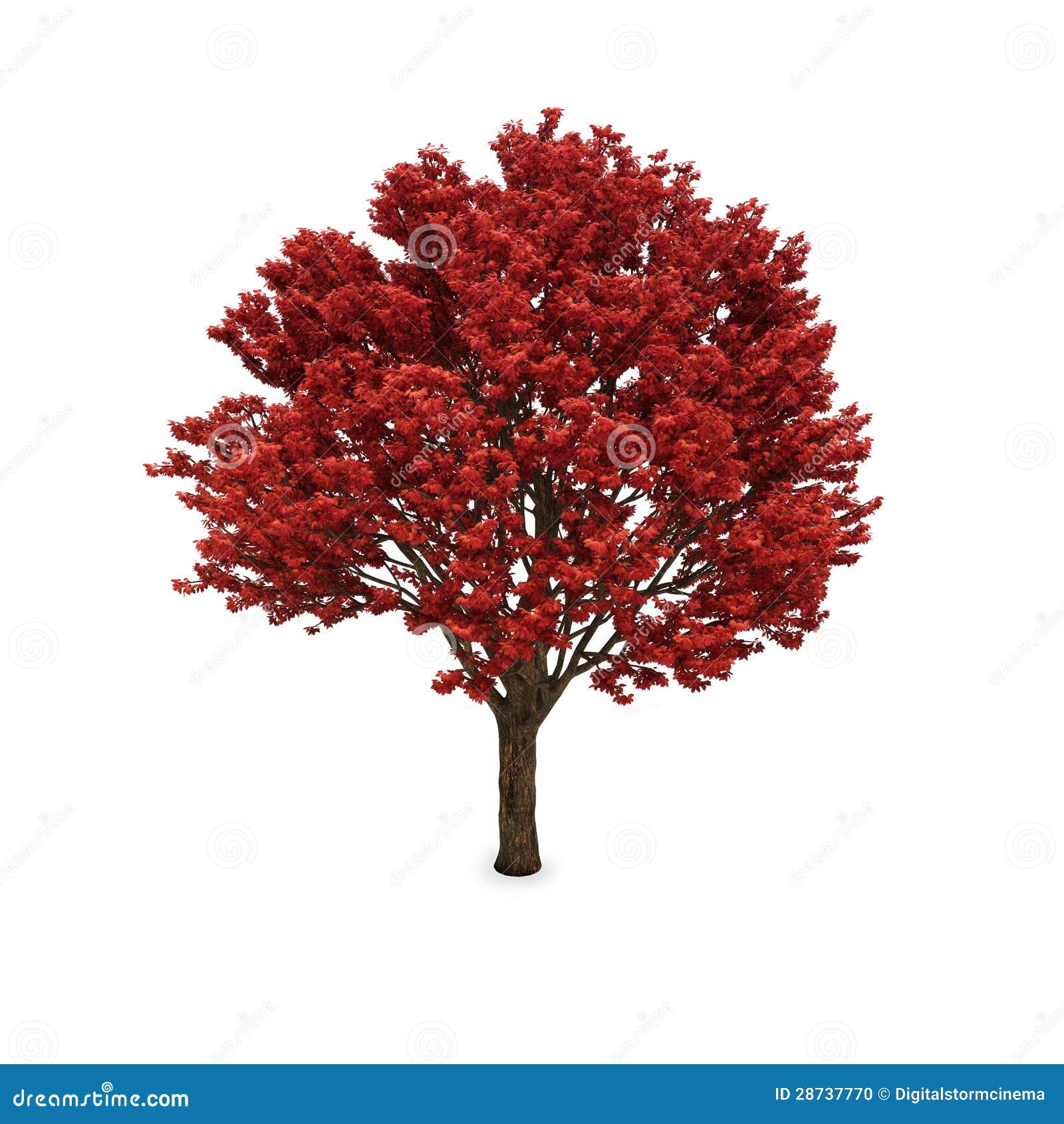 Autumn Tree with Red Foliage Stock Photo - Image of growing ...