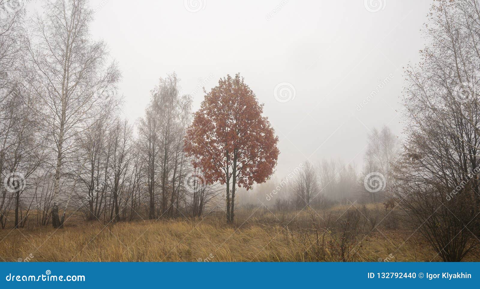 Autumn Tree with Red Foliage in Fog Stock Photo - Image of maple ...