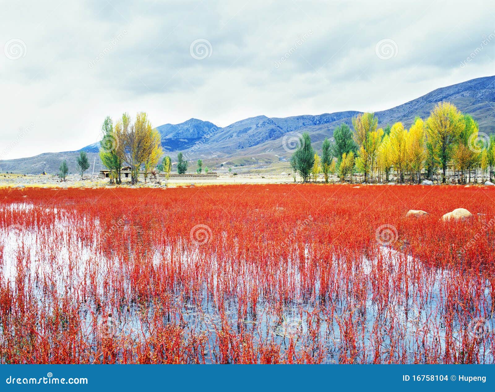 Autumn tree and red grass stock photo. Image of chinese - 16758104