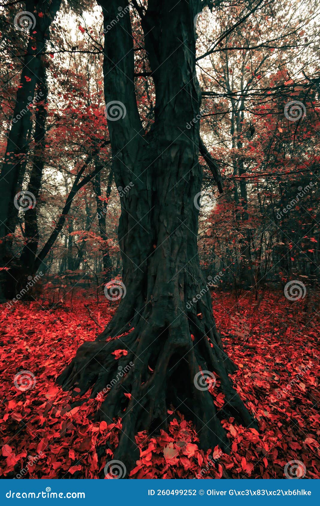 An Autumn Tree with Red Leaves Stock Photo - Image of tree, leaves ...