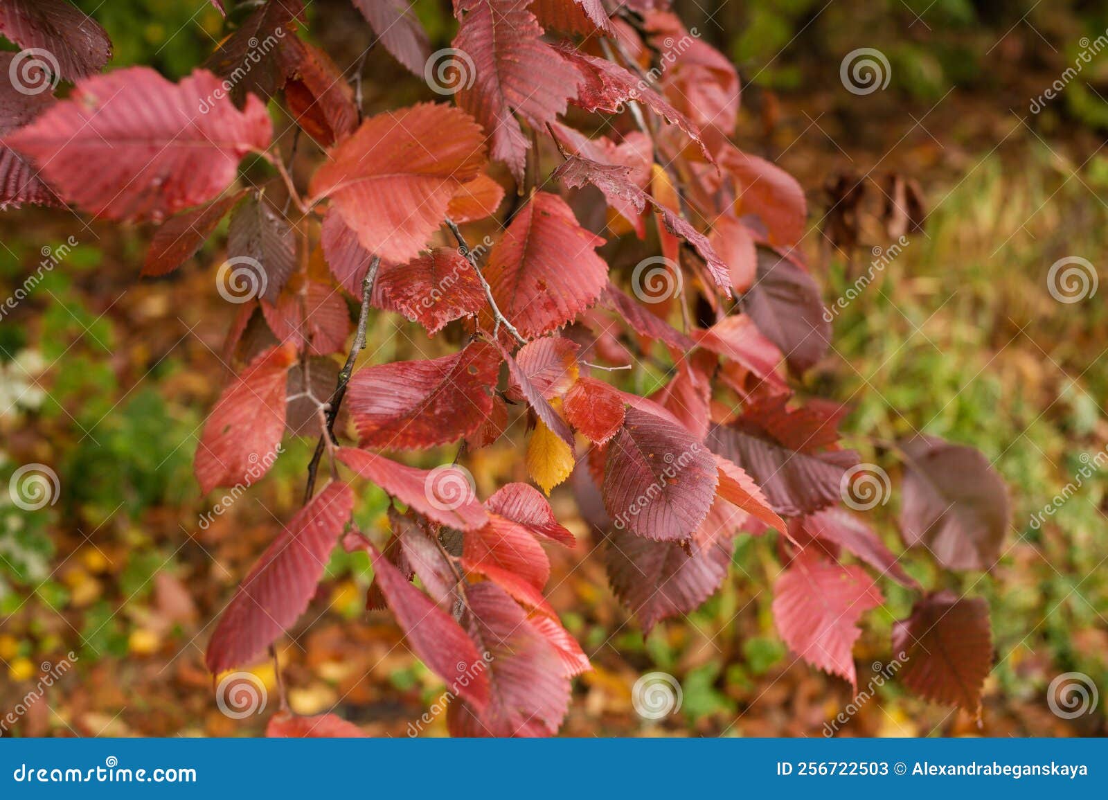 Autumn Tree with Red Leaves Stock Image - Image of cutout, white: 256722503