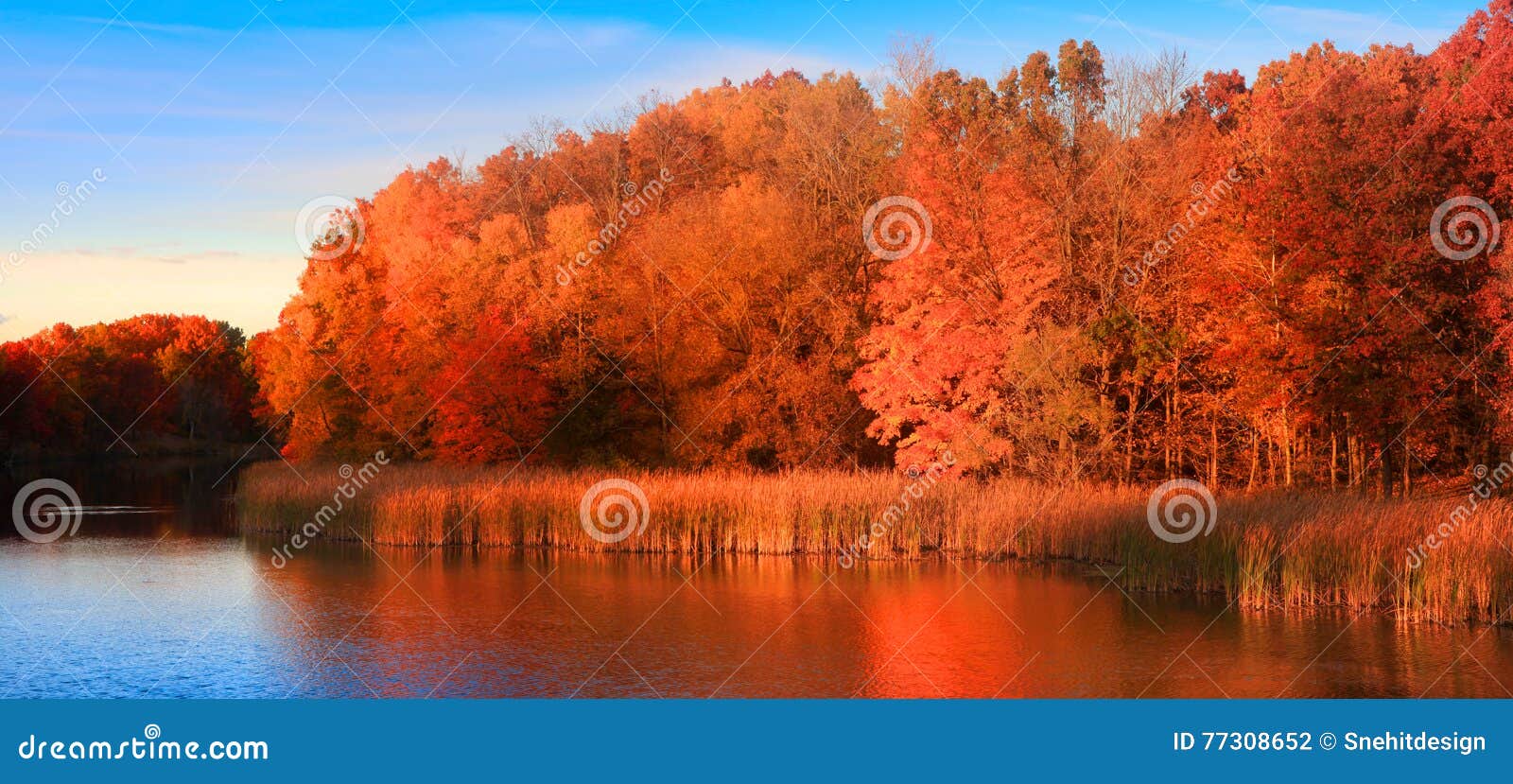 Autumn tree reflection stock photo. Image of panorama - 77308652