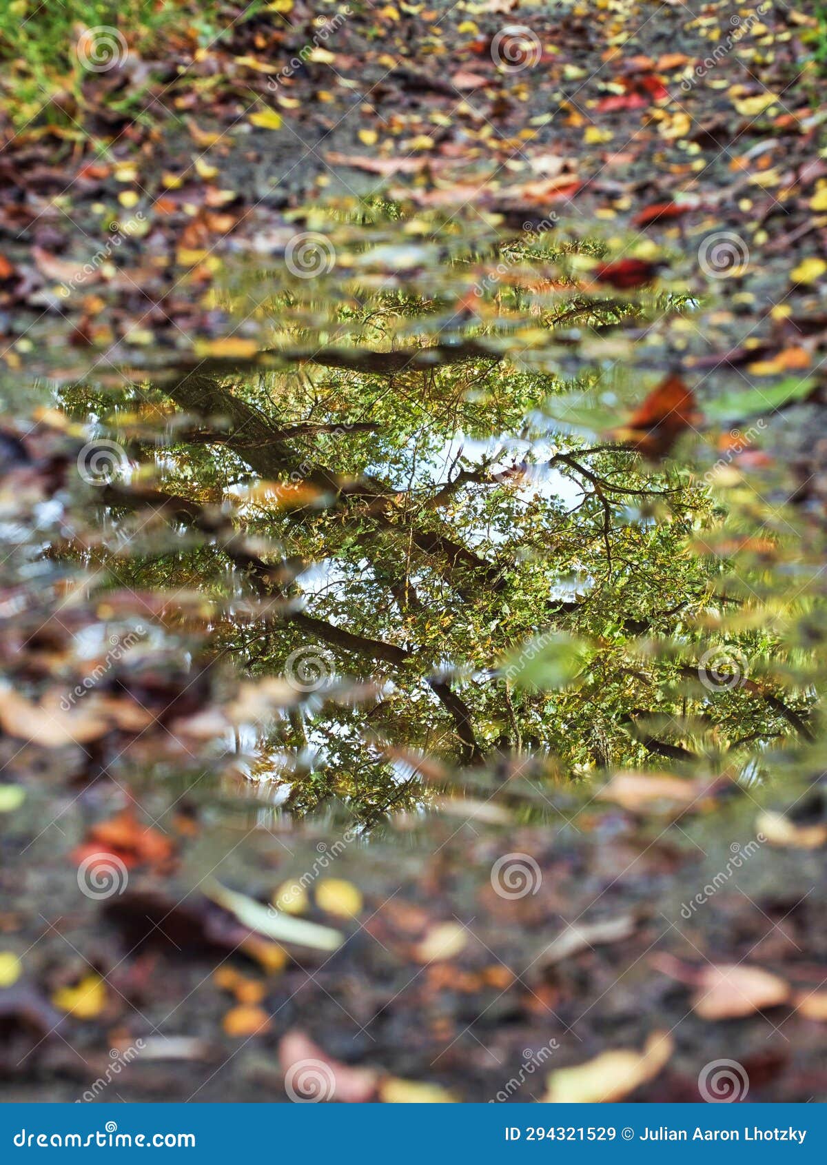 Autumn Tree Reflection in Puddle on a Pathway in the Forest Stock Image ...