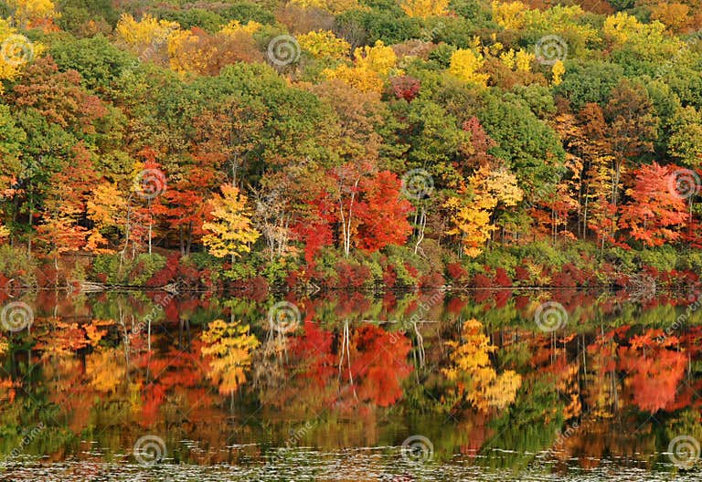 Autumn Tree Reflections stock photo. Image of harriman - 6816820